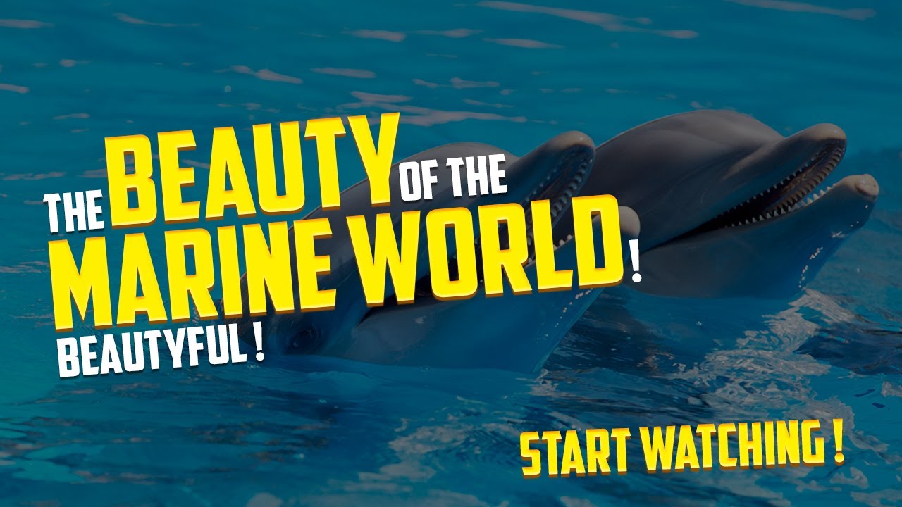 Sea's Sweetest: Earth's Charming Marine Beauty - YouTube