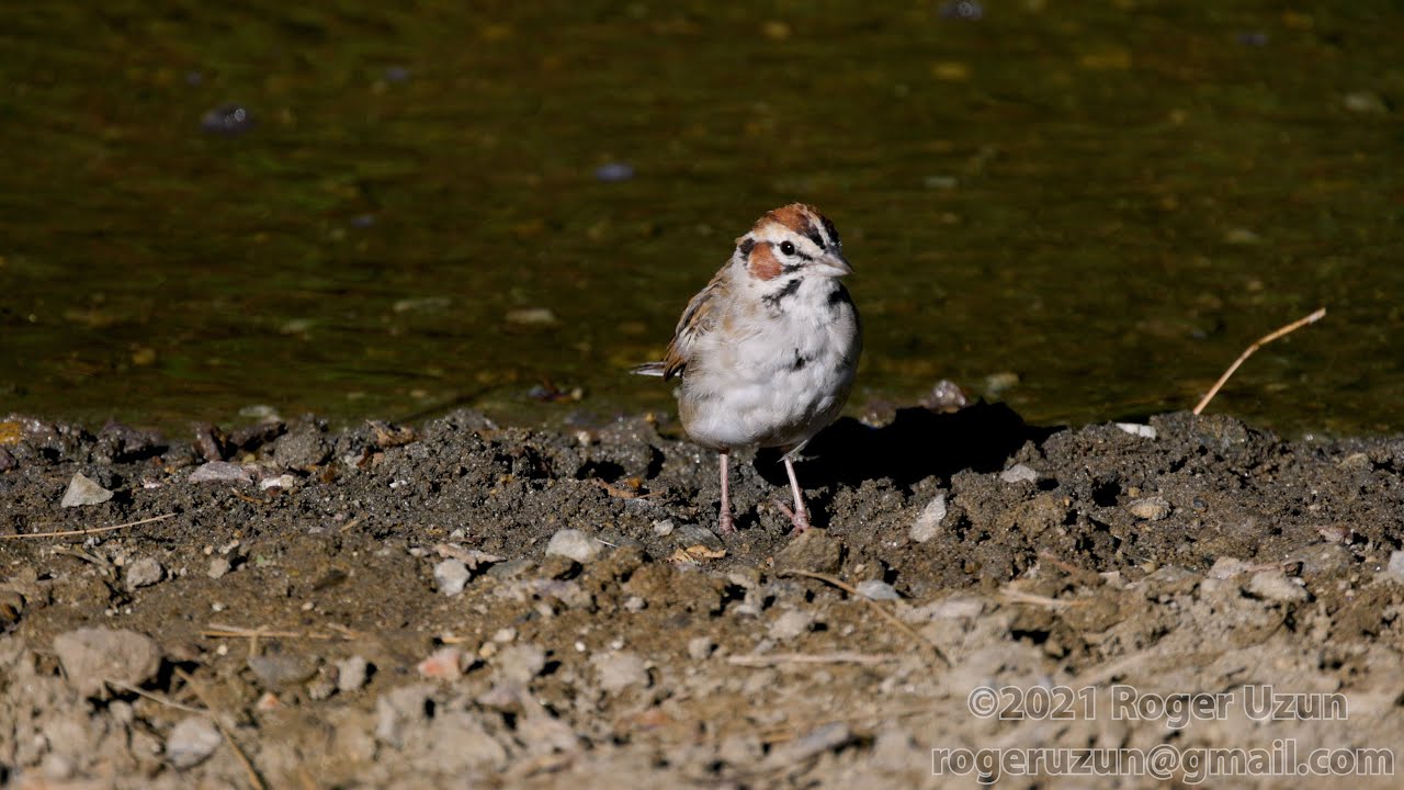 HDObservations : Lark Sparrow (4K UHD) - YouTube