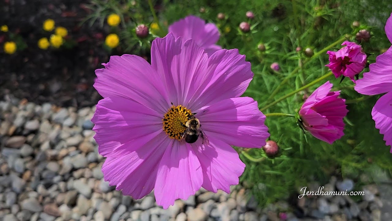 Very tall and beautiful cosmos flowers - YouTube