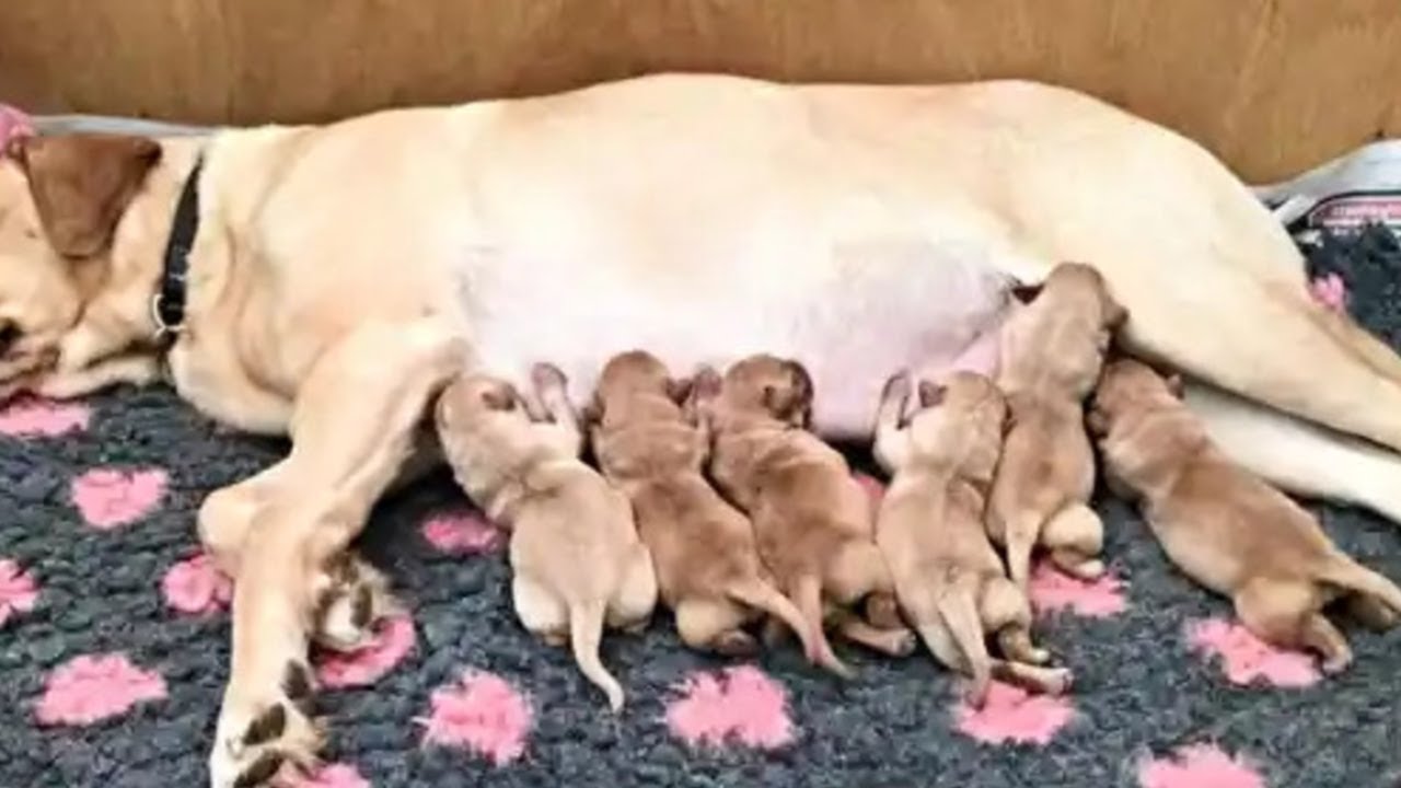 Dog Gives Birth, Vet Tells Owners One Of Them Isn't A Puppy - YouTube