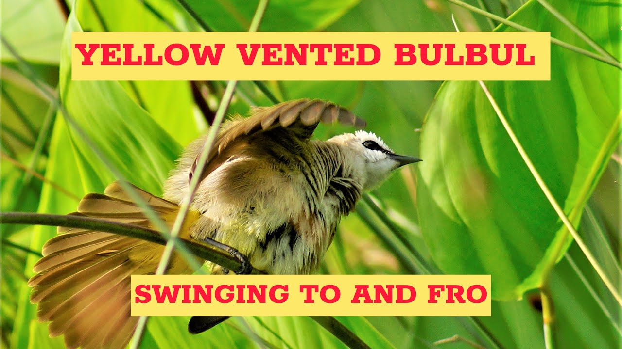 Beautiful Rocking Bird Enjoying Swinging On A Branch - YouTube