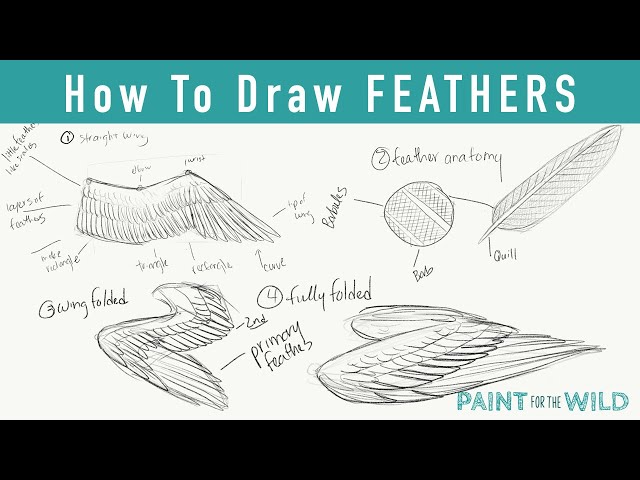 How To Draw Feathered Wings