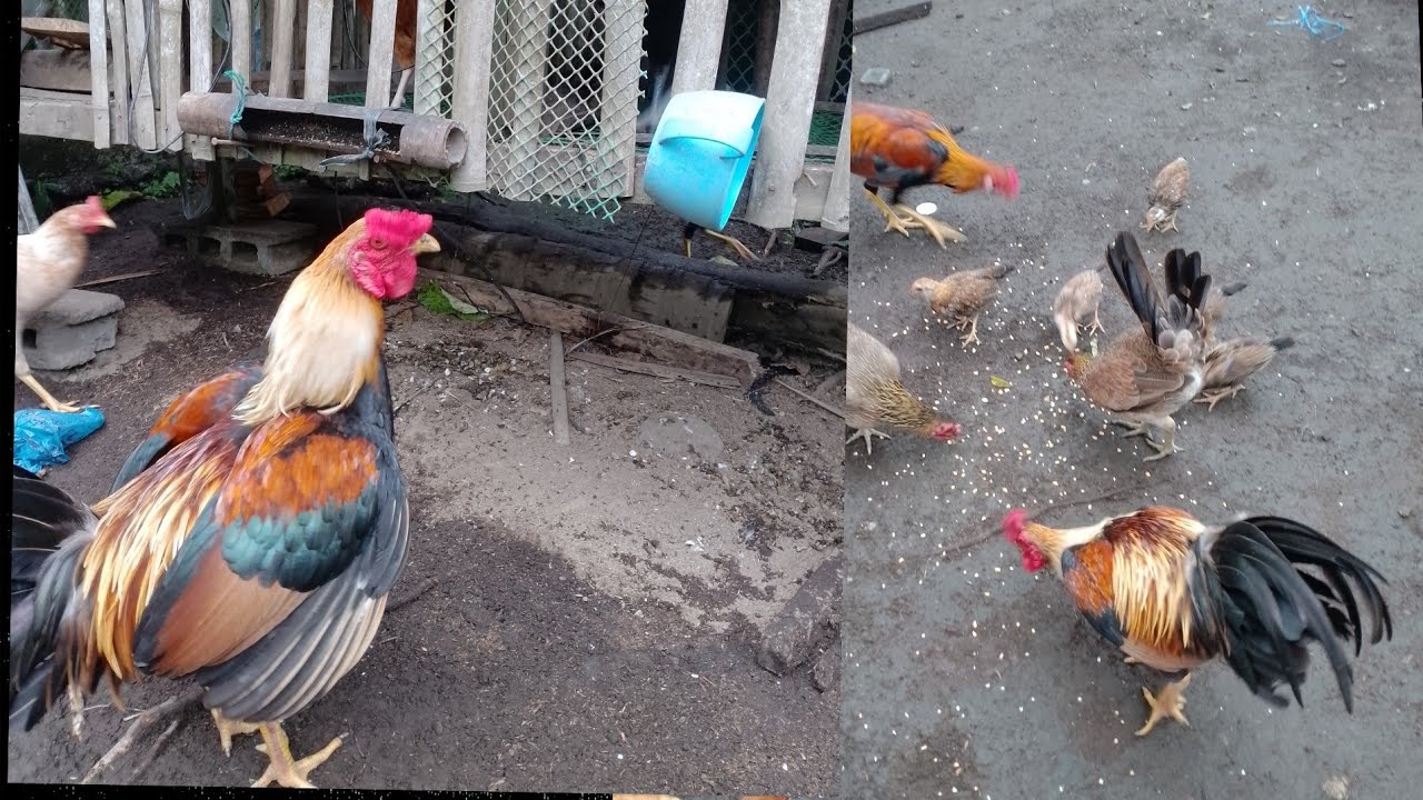 Amar Farm update native chiken 🐓🐓 - YouTube