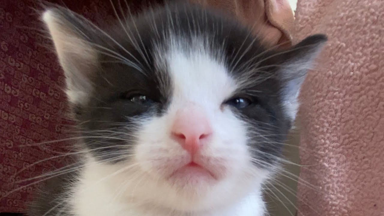 2 Calico Mum with 2 Calico Kittens | Calico Cats | Aww Pets - YouTube