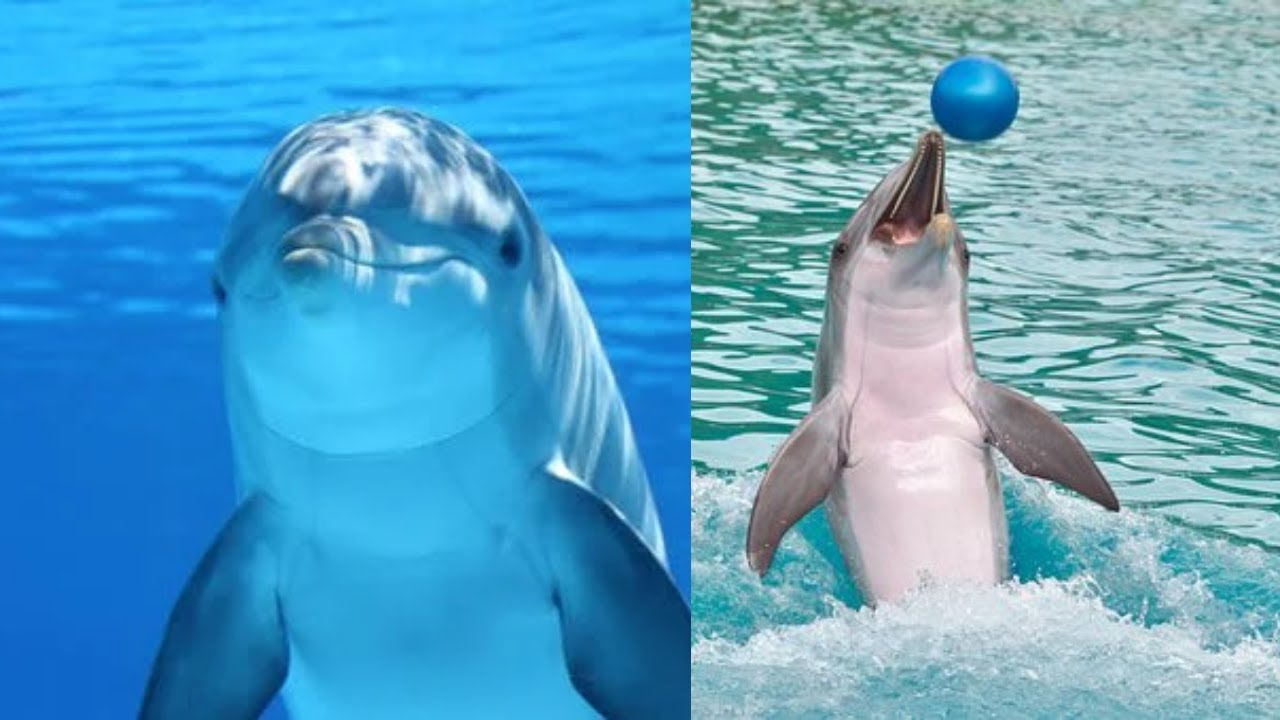 BEST DOLPHIN FUN, AMAZING DOLPHINS FUNNY AND CUTE DOLPHIN VIDEOS 2021 ...