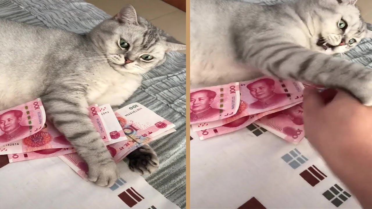 Cat Love And Protect Money From Owner - YouTube