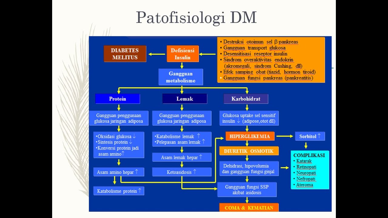 Patofisiologi Diabetes Mellitus - YouTube