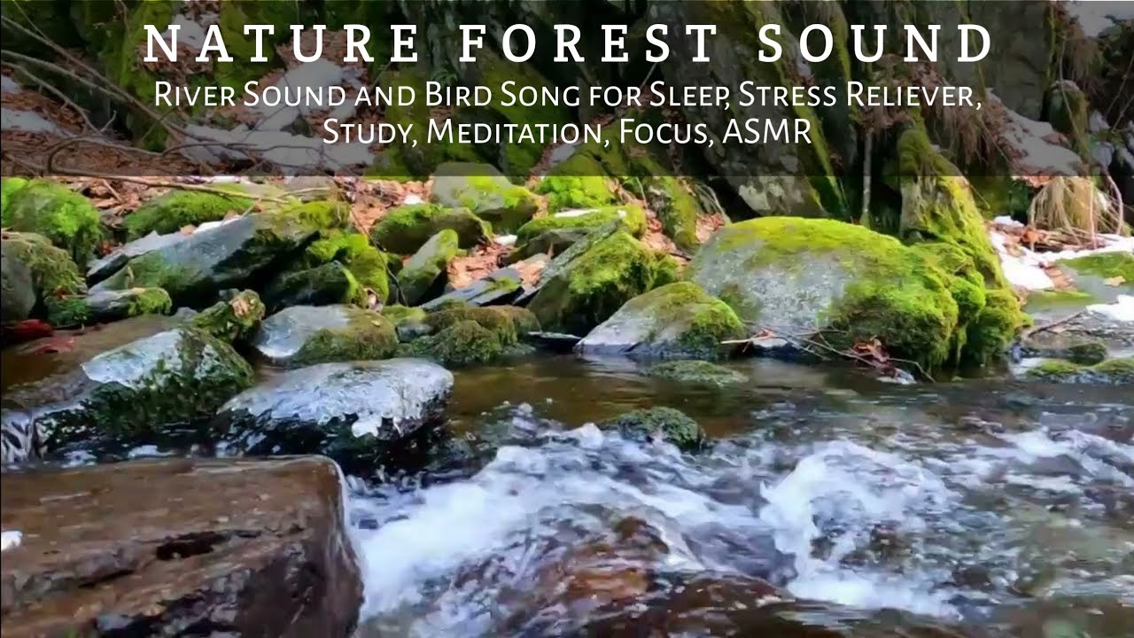 Nature Sounds Birds, Gentle Tropical Birds Chirping Sound for Rest ...