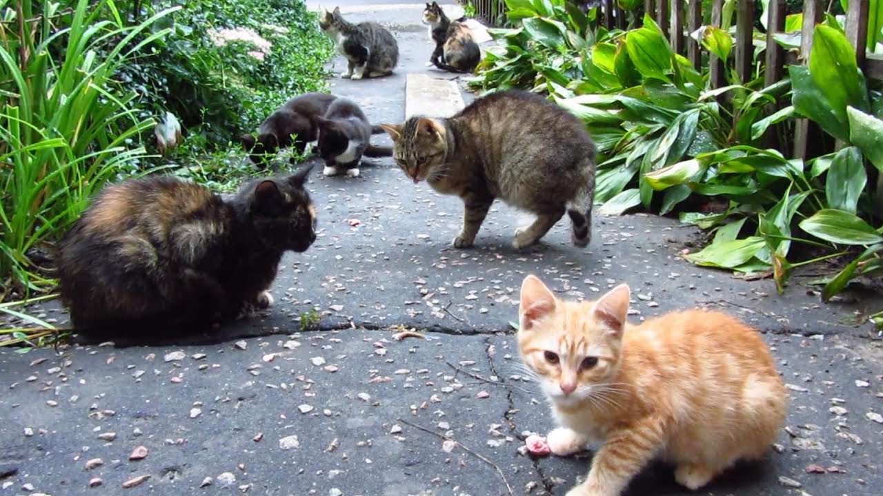 27 cats want food - YouTube