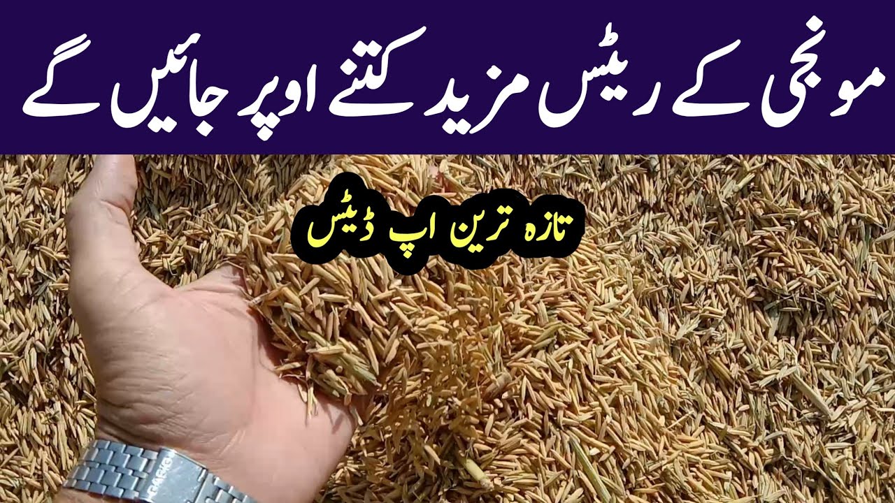 Today monji rate in Pakistan|Munji price today Punjab|مونجی کے ریٹس ...