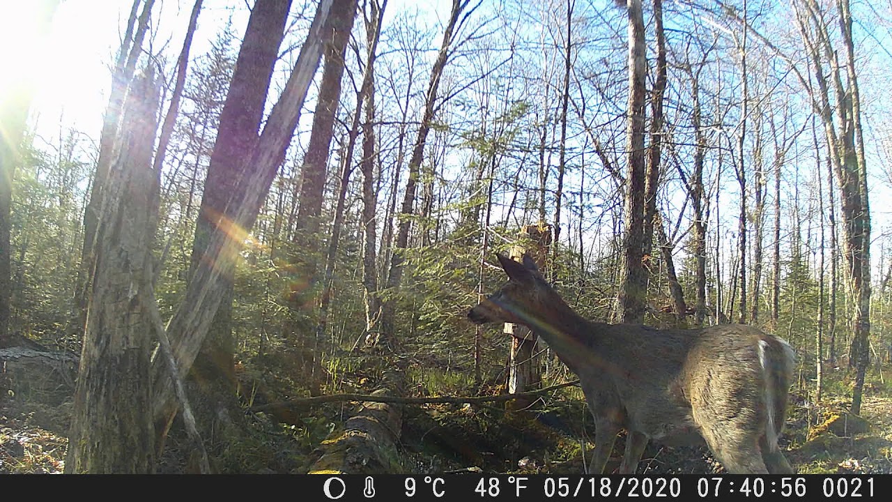deer by spring creek - YouTube