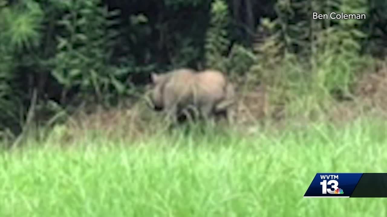 Hoover animal control targeting feral hogs in Trace Crossings - YouTube