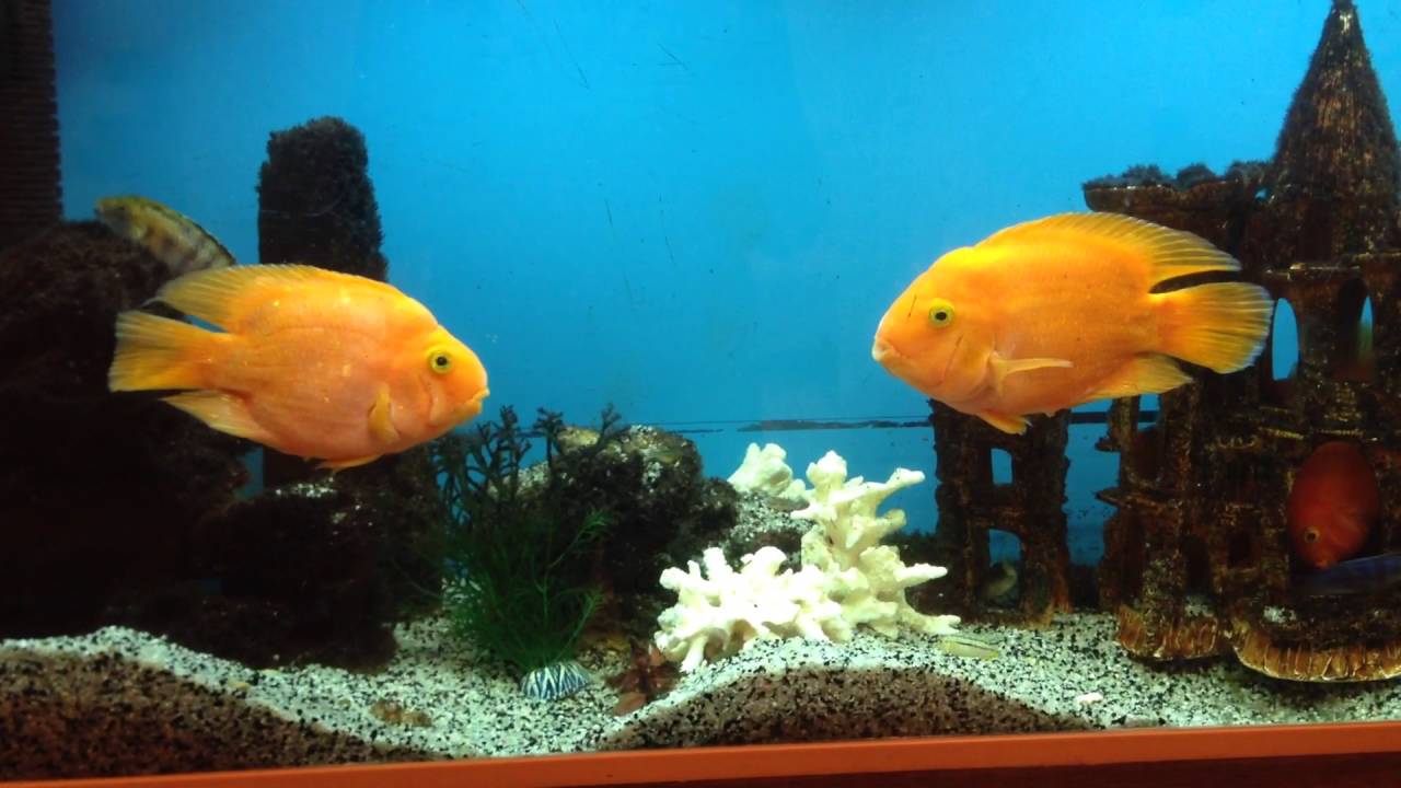 Two fishes fighting for their territory - YouTube