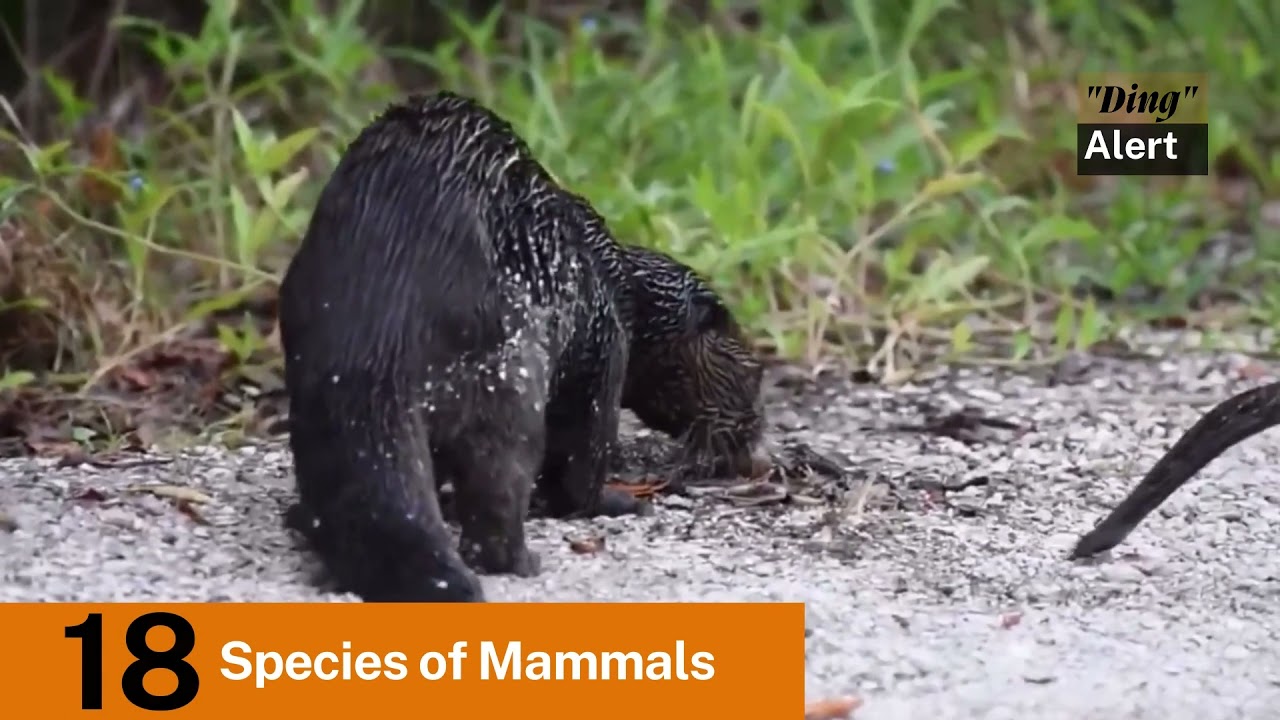 Year-End Giving with the "Ding" Darling Wildlife Society - Animals ...