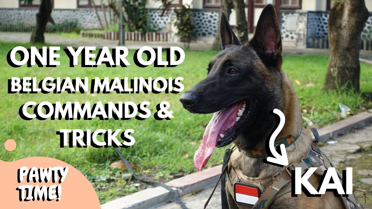 Kai 1 Year Old Male Belgian Malinois | All Commands & Tricks - YouTube