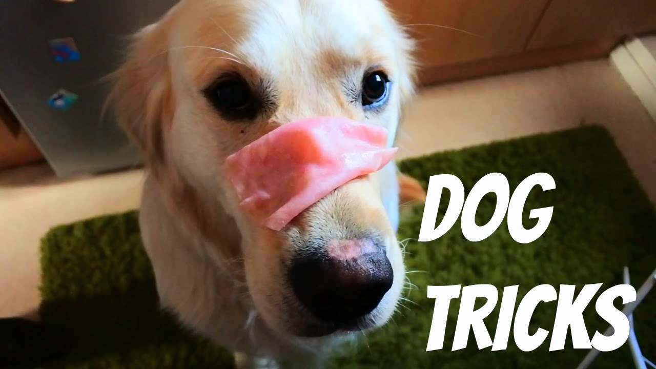 Dog Tricks | Day 17 - YouTube