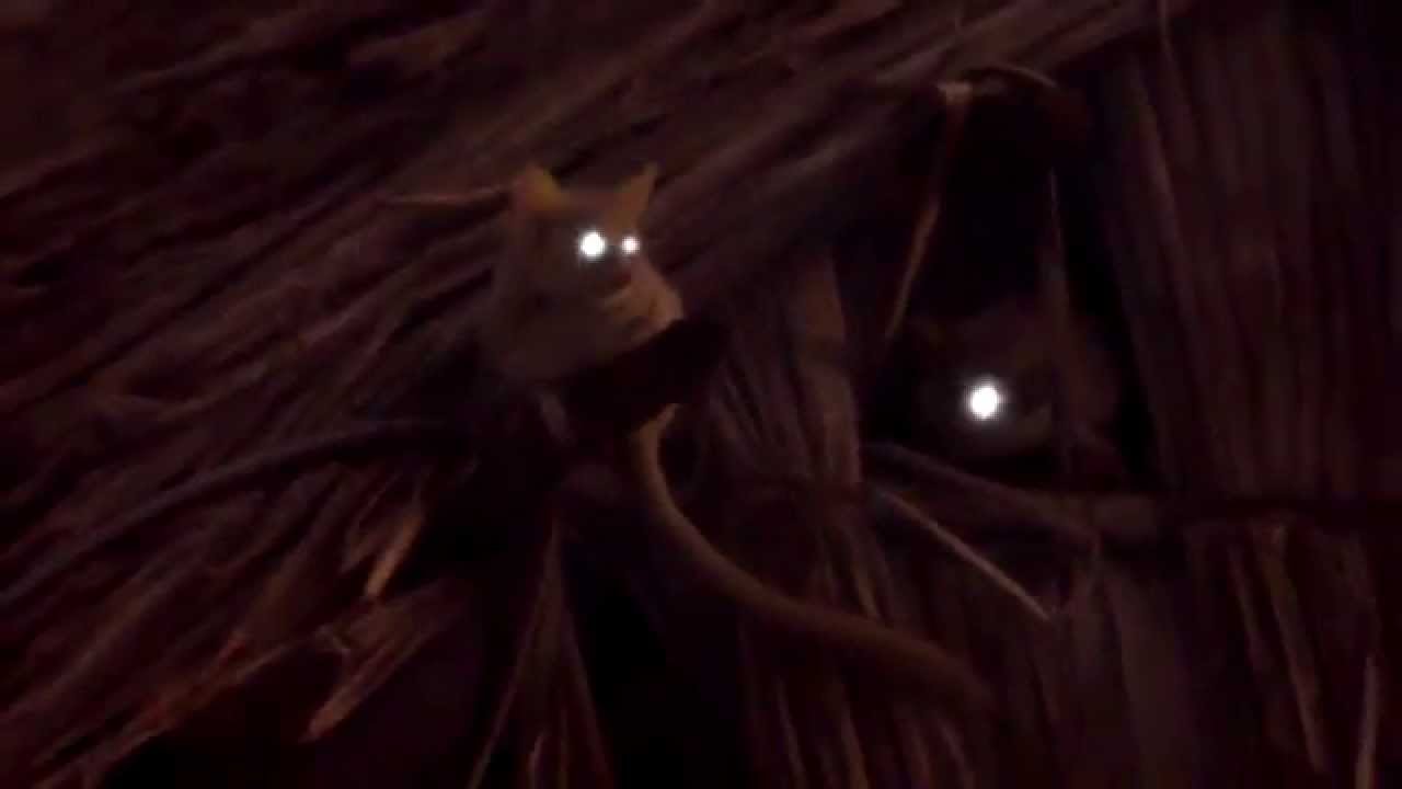 Maurice, the one-eyed mouse lemur - YouTube