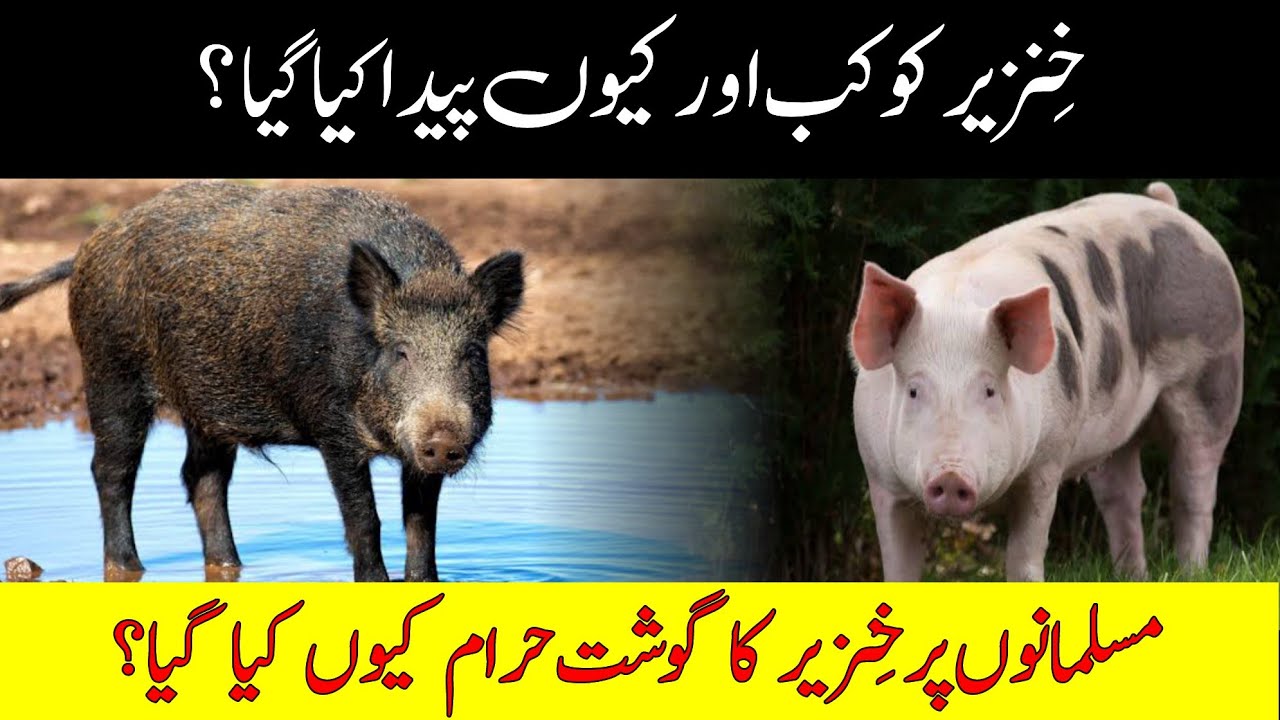Why Pork is Prohibited in Islam? | why did Allah create the pig/ info ...