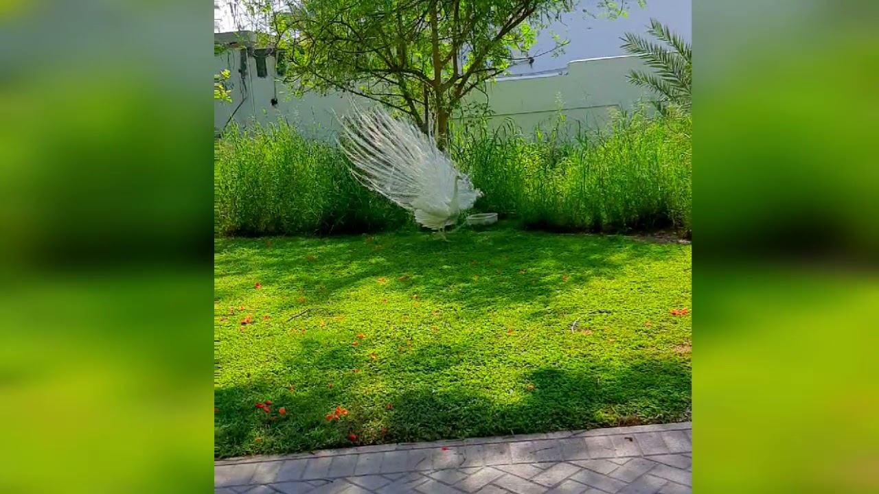 White peacock dance and sound | Most beautiful bird - YouTube