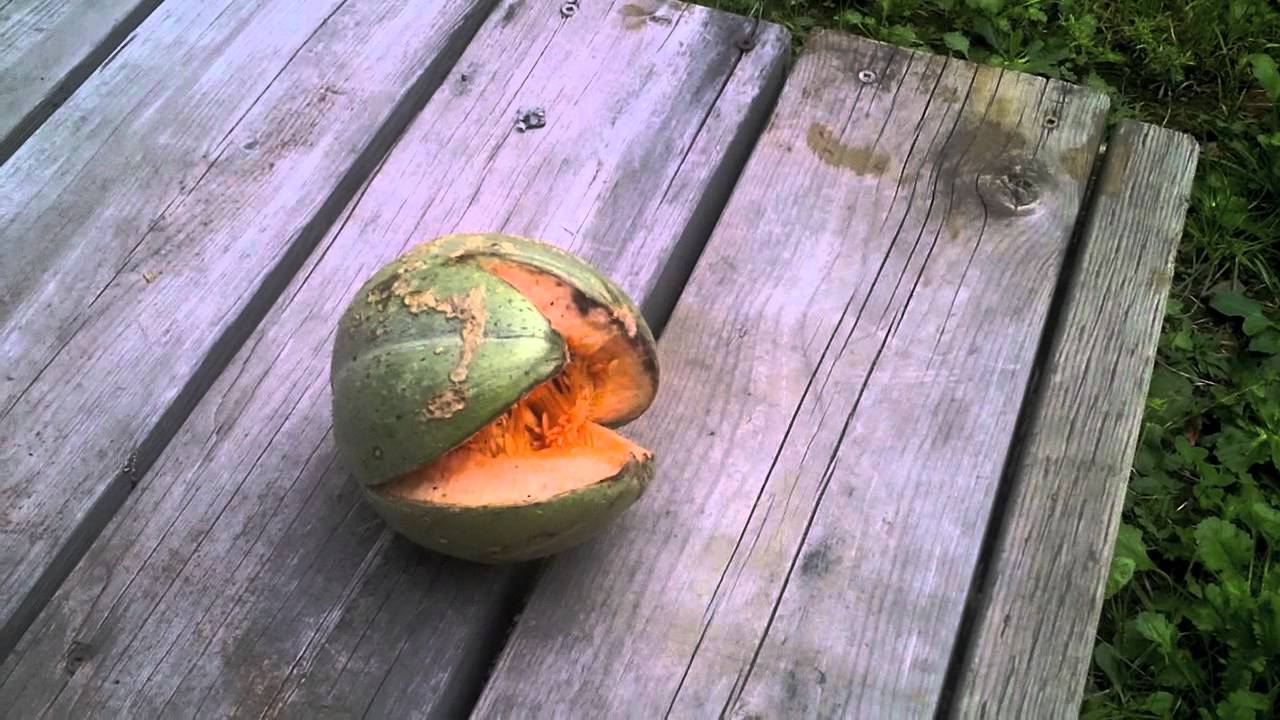 My melon exploded! - YouTube