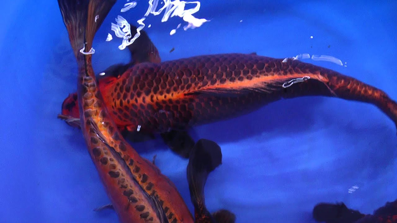 Kawarimono 50-55cm High Quality KoiAqua - YouTube