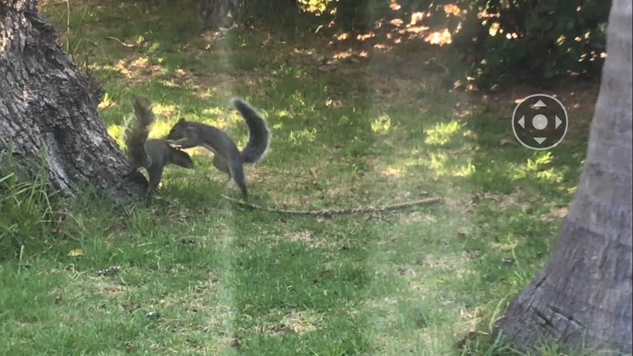 Two squirrels playing - YouTube