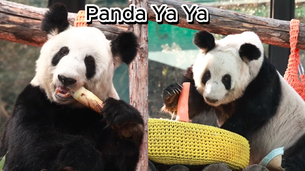 Panda Ya Ya’s Retirement Life: January&February 2025 Weekly Compilation ...