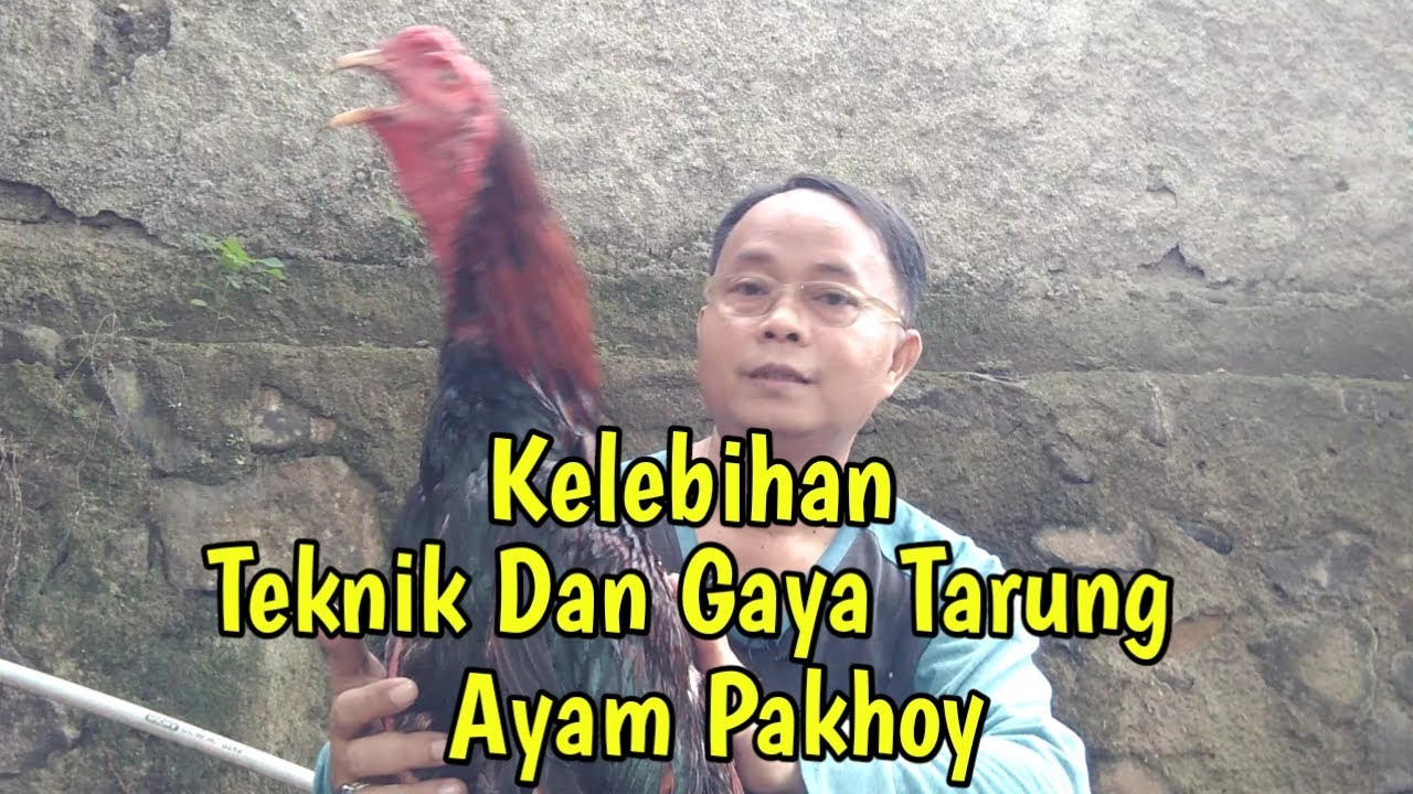 Kelebihan Teknik Dan Gaya Tarung Ayam Pakhoy | Sudah Silangan Pakhoy ...