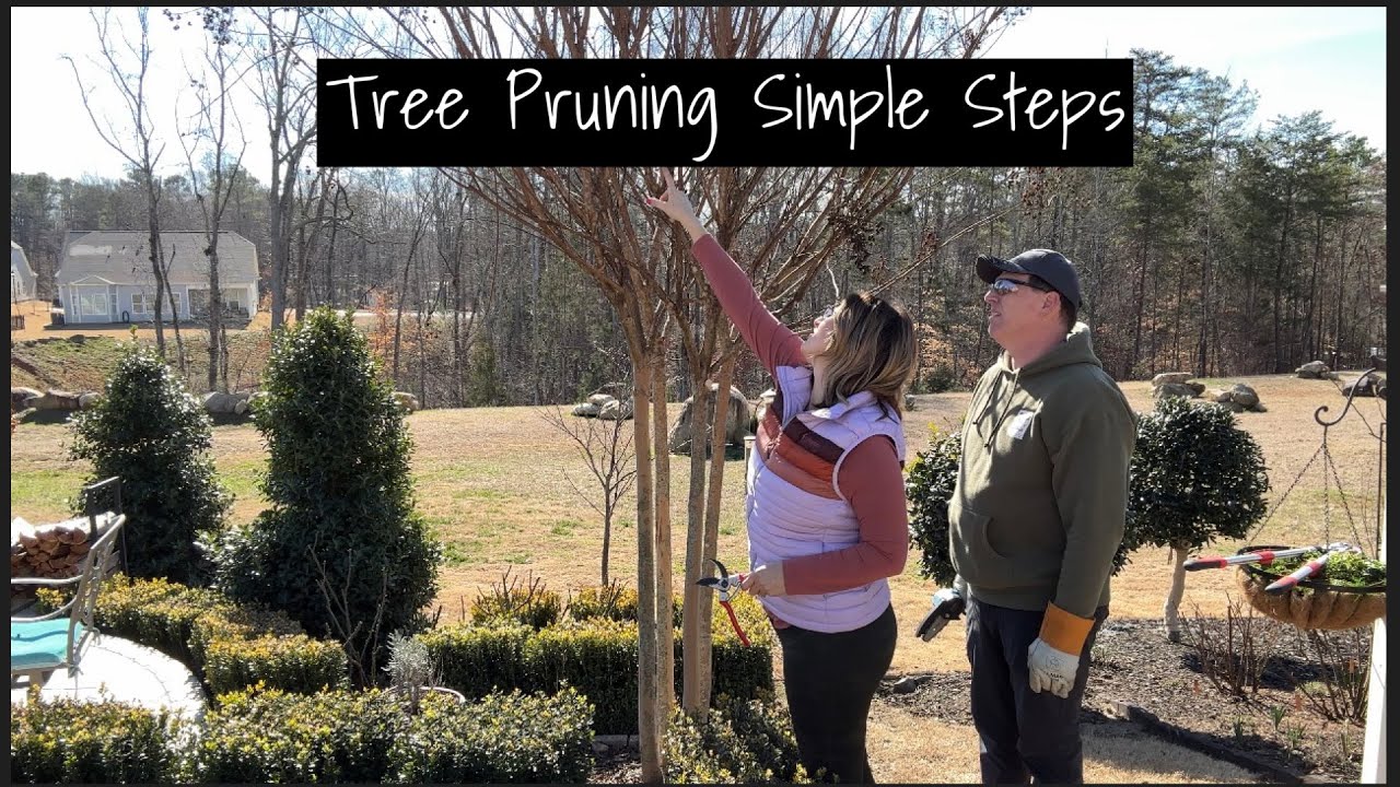 Pruning Trees in Winter: How to Prune a Crape Myrtle: How not to Murder ...