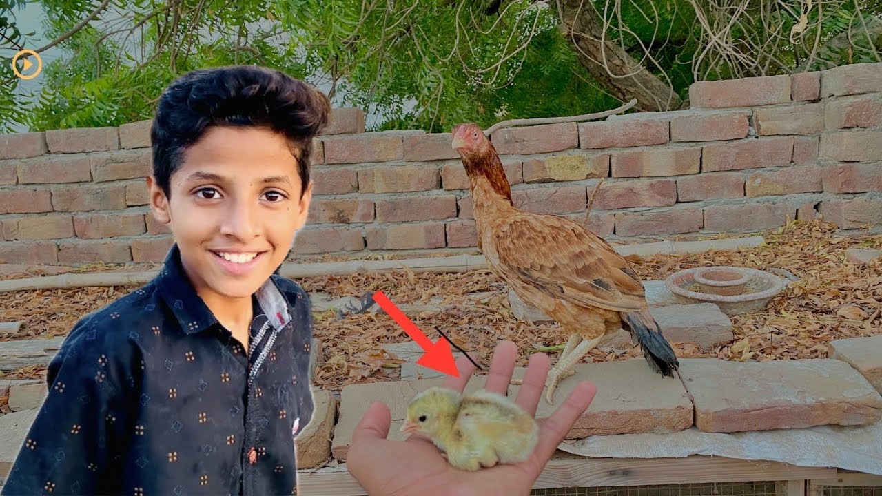 Kia Ye Es Chick ko Dobara Adopt Kre Gi ?..😟 - YouTube