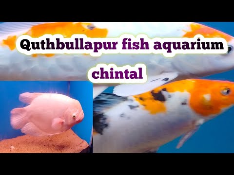 Quthbullapur fish aquarium 2023 || Rides Games & shoping exhibition ...