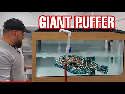 GIANT PUFFERFISH RESCUE (and more) Pt 2. Our ONLY Saltwater Setup? We ...