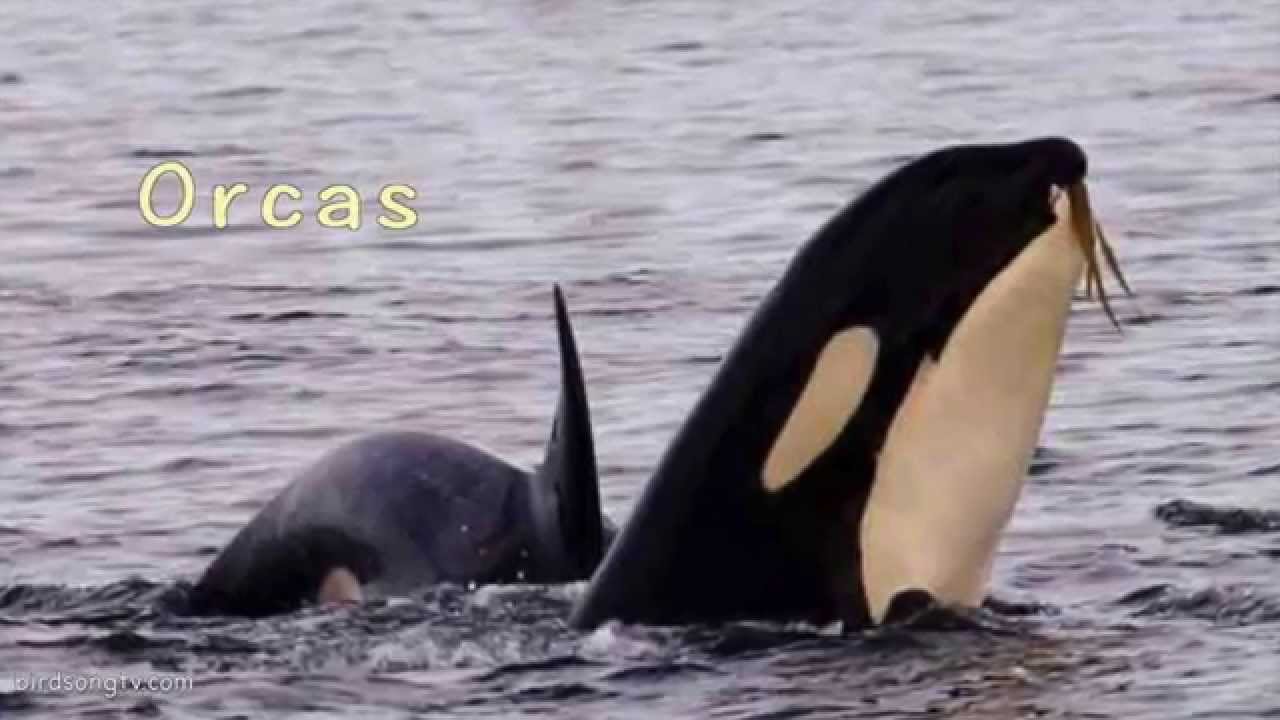 ORCAS by Birdsong and the Eco-Wonders - YouTube