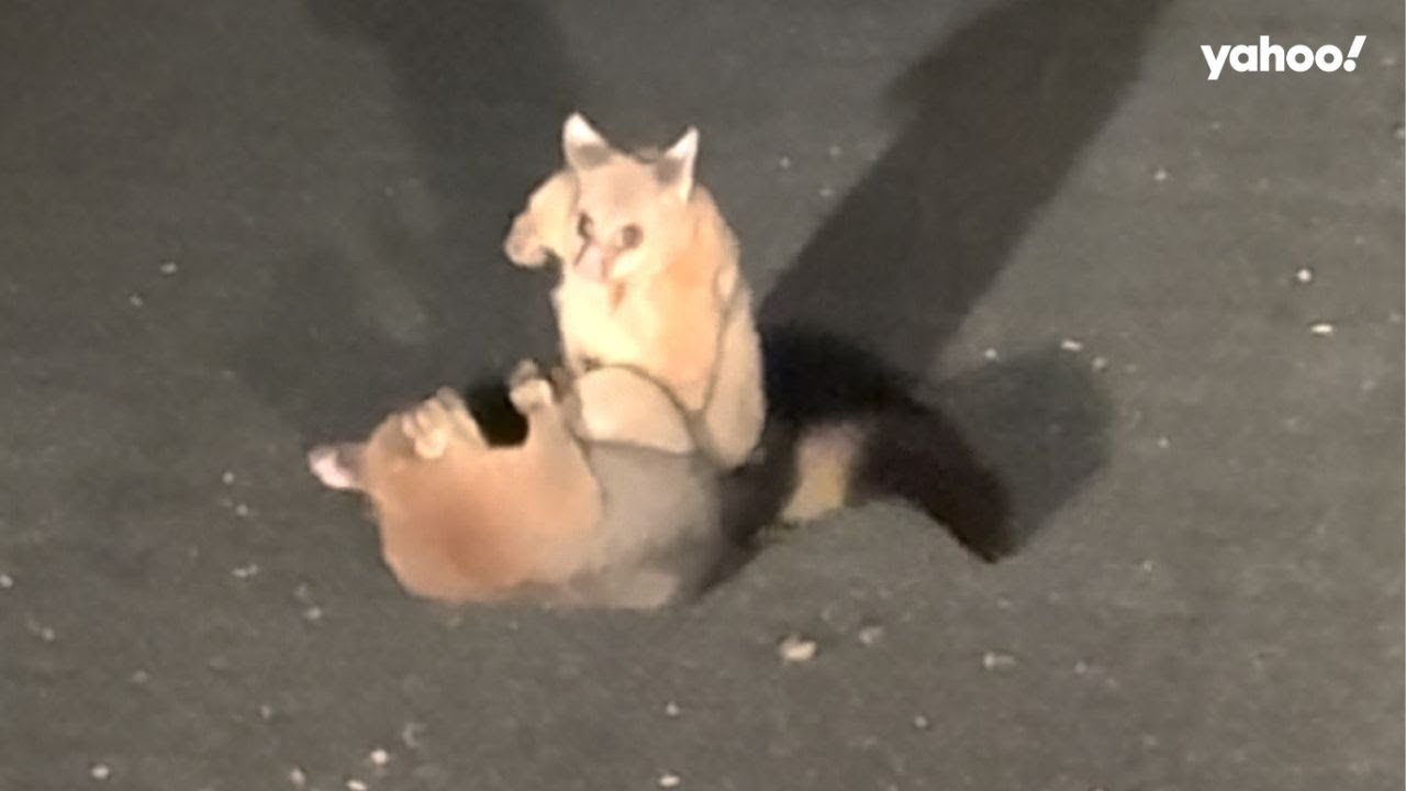 Moment possums have massive brawl in middle of Aussie road | Yahoo ...