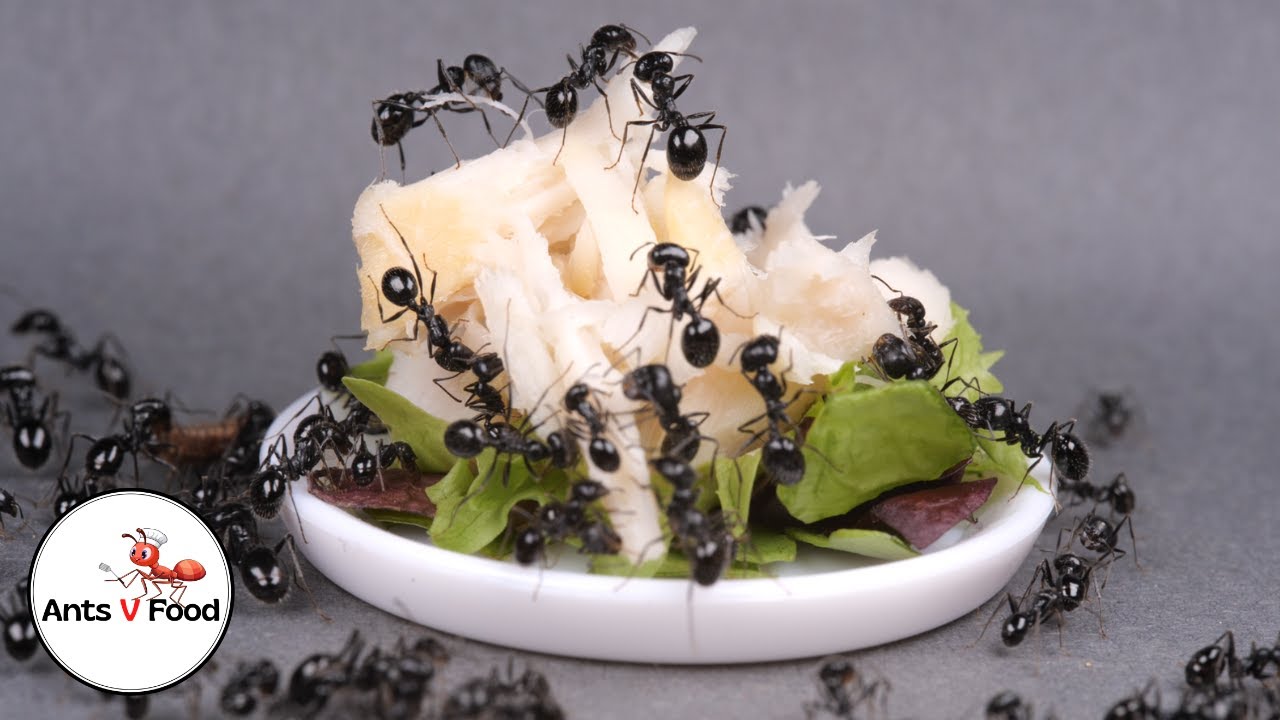 Ants Eating Tuna Fish Salad Time Lapse 2.0 - YouTube