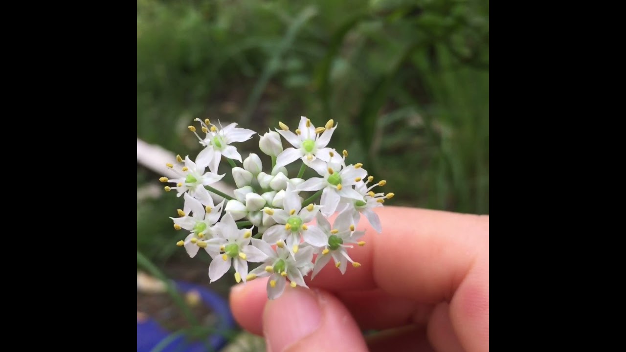 Hẹ - Allium odorum L. - YouTube