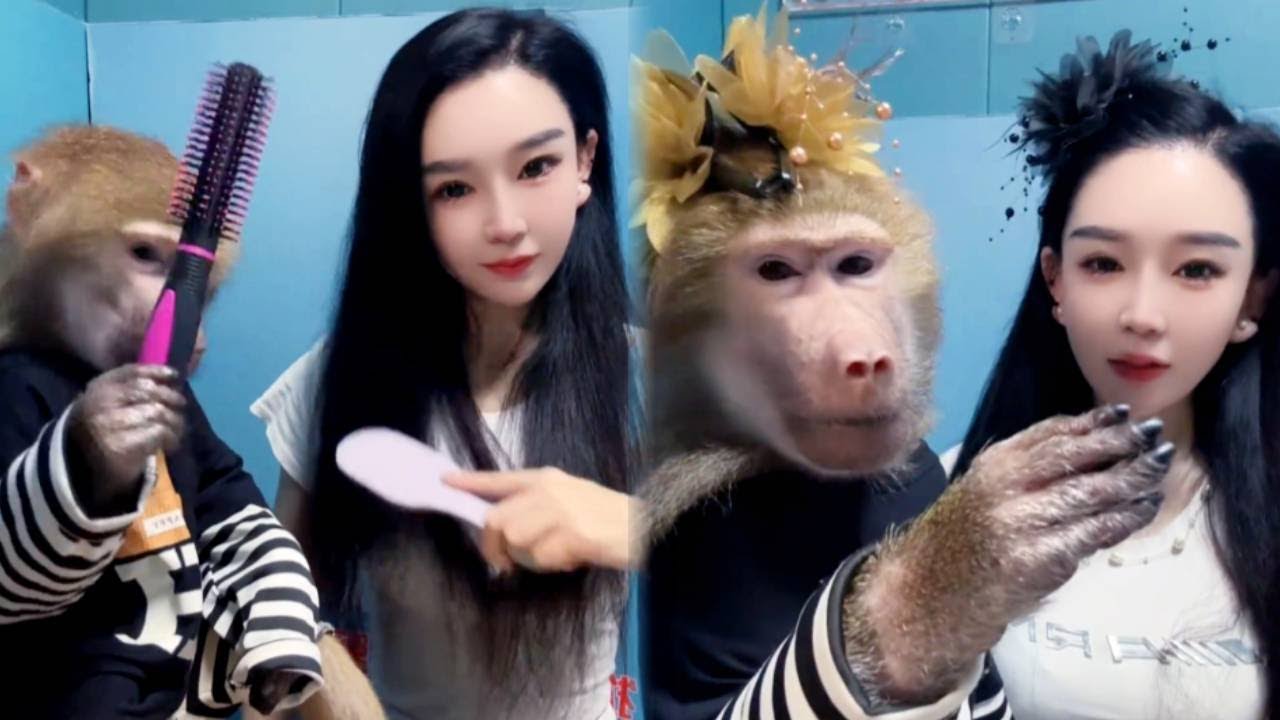 Baboons imitate humans in combing their hair and wearing flowers ...