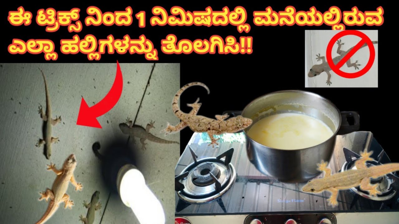 ಎರಡೇ ನಿಮಿಷದಲ್ಲಿ ಹಲ್ಲಿಗಳನ್ನು ಹೋಗಲಾಡಿಸಲು ಟಿಪ್ಸ್😲/Get Rid of Lizard/money ...