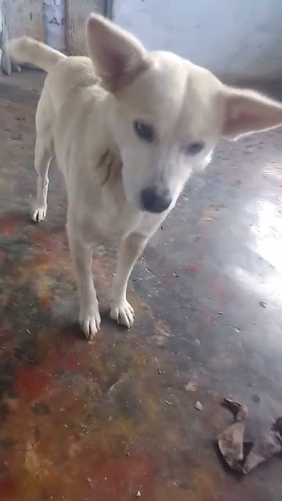 el. perrito. de. la casa - YouTube