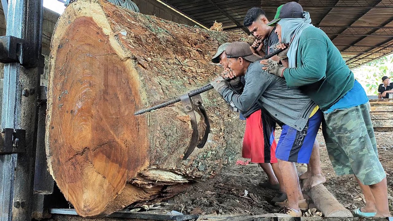 Kayu trembesi tua dari kampung KB yang dijual warga !! digergaji bahan ...