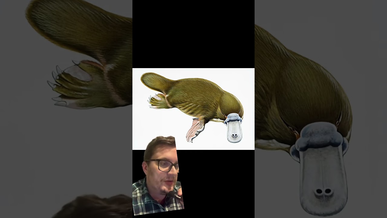 50 States of Cryptids: Alaska: Giant Ocean Platypus