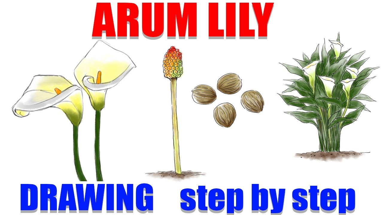 ARUM LILY DRAWING STEP BY STEP | Arum lily flower drawing tutorial ...