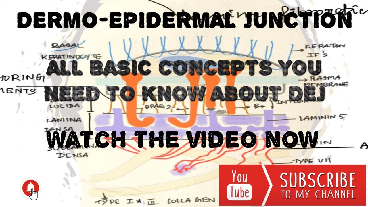 DERMO-EPIDERMAL JUNCTION - YouTube