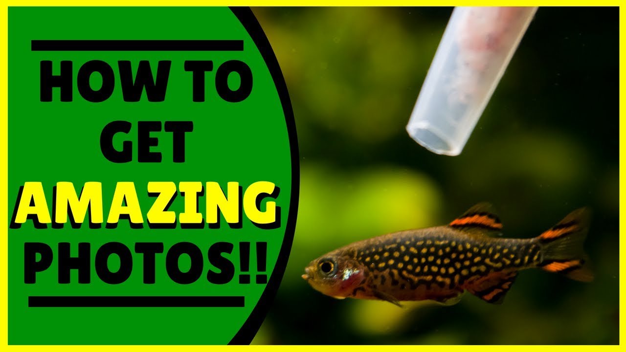 SUPER SIMPLE Trick For Aquarium Fish Photography! - YouTube