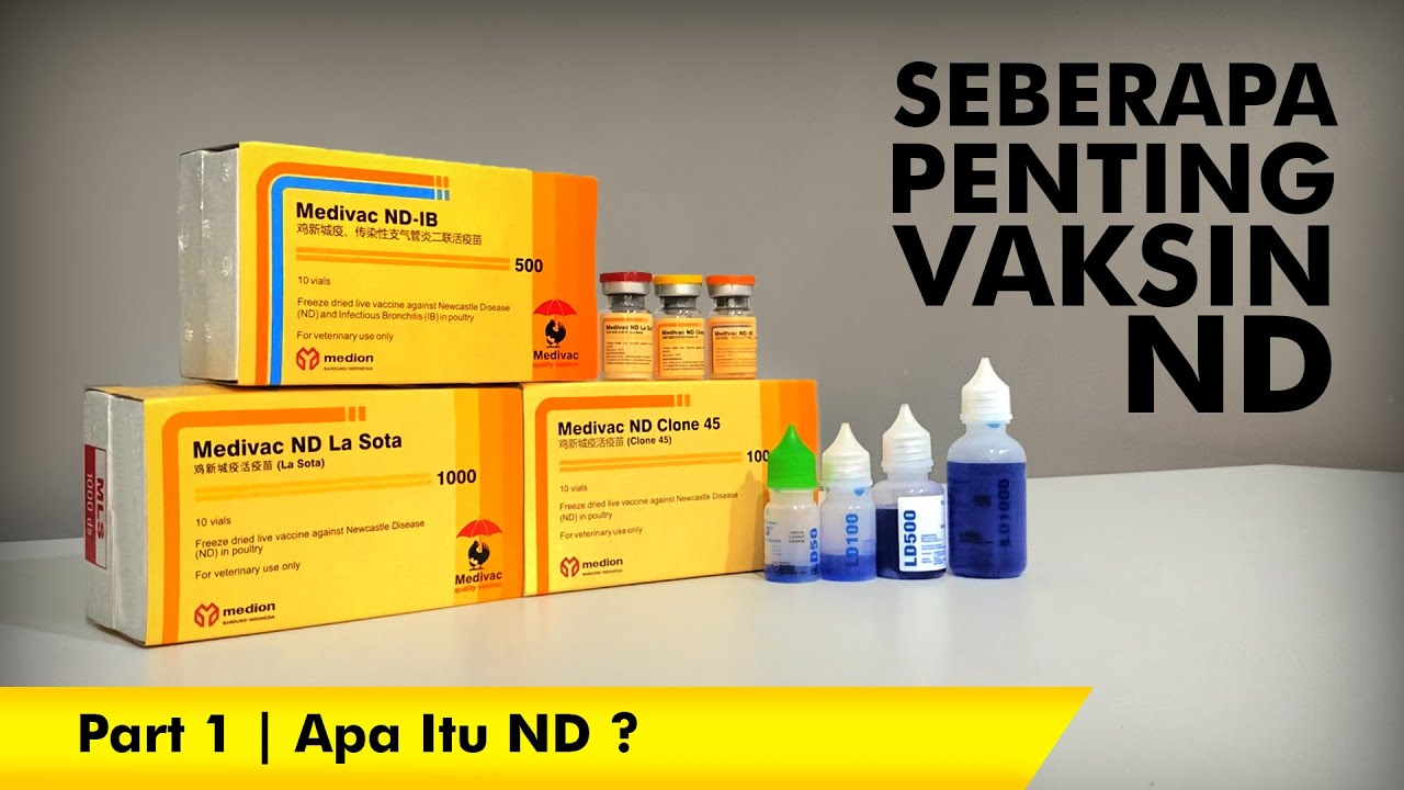BAHAYA ND PADA UNGGAS !!! PART 1 Review Medivac ND LA SOTA, ND IB, ND ...