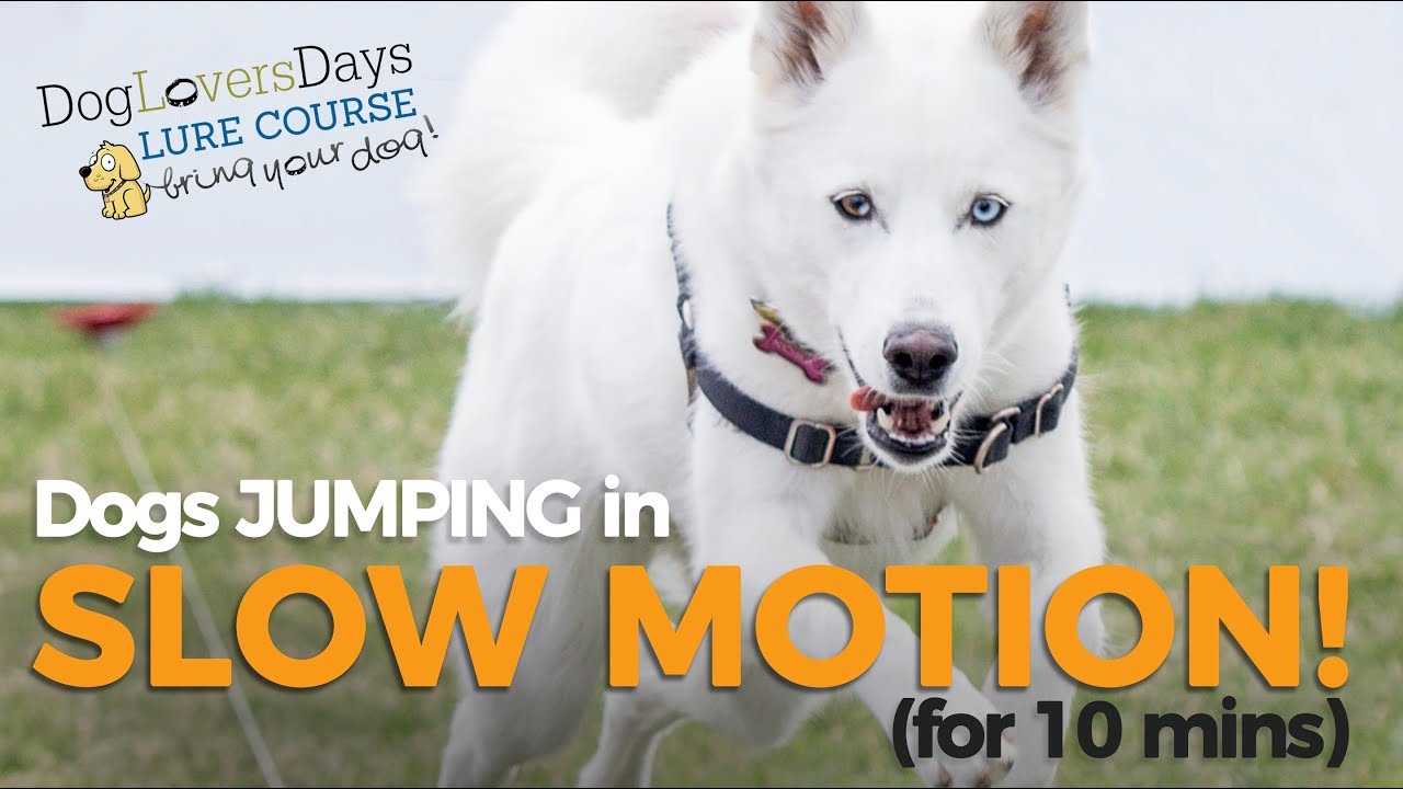WOW - amazing dogs jumping and running in Slow Motion - YouTube