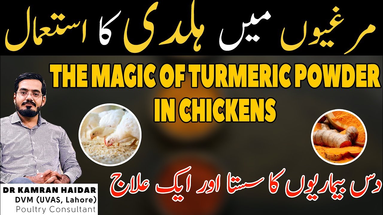 Use of Haldi (Turmeric Powder) in Chickens | Cheap Treatment for 10 ...