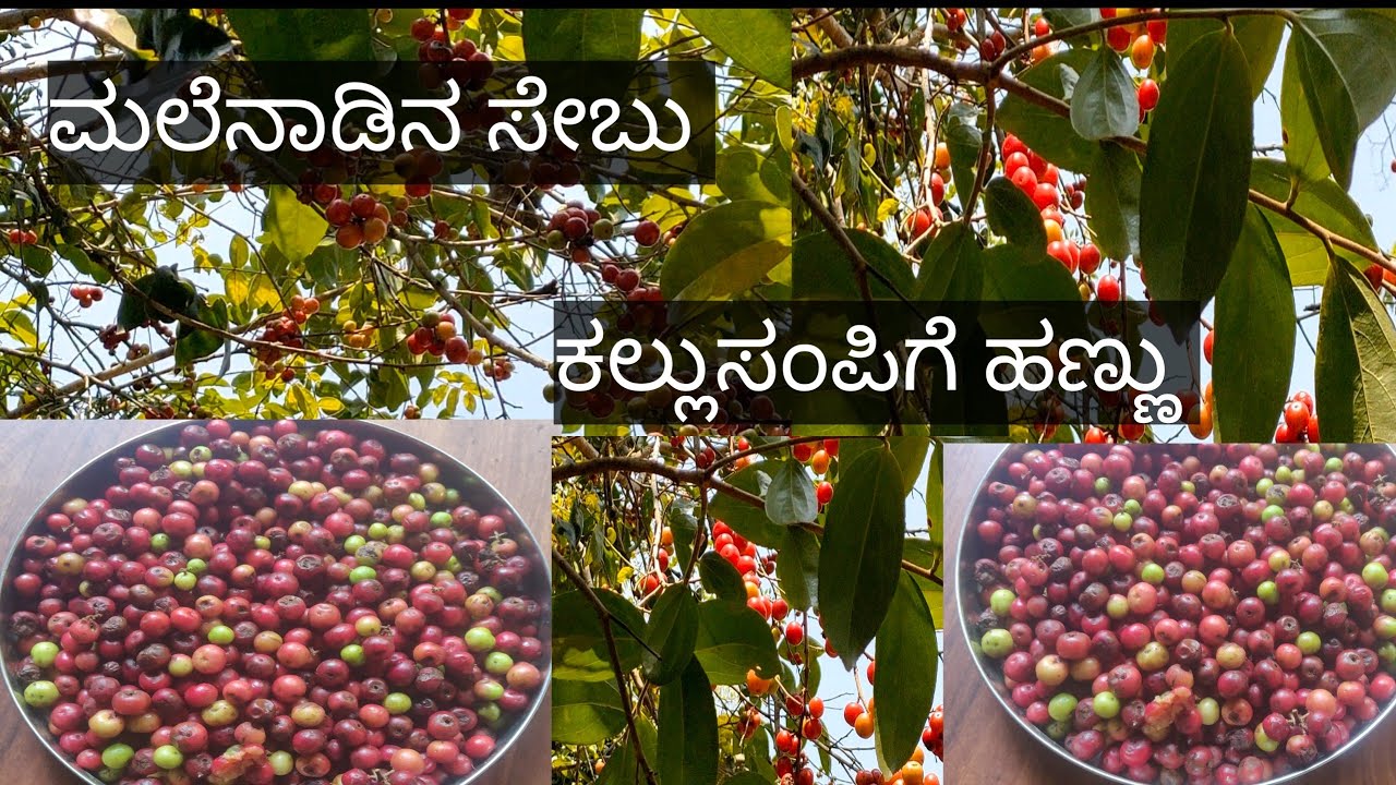 ಕಲ್ಲುಸಂಪಿಗೆ ಹಣ್ಣು | ಮಲೆನಾಡಿನ ಸೇಬು | MALNAD APPLE | FOREST FRUIT ...