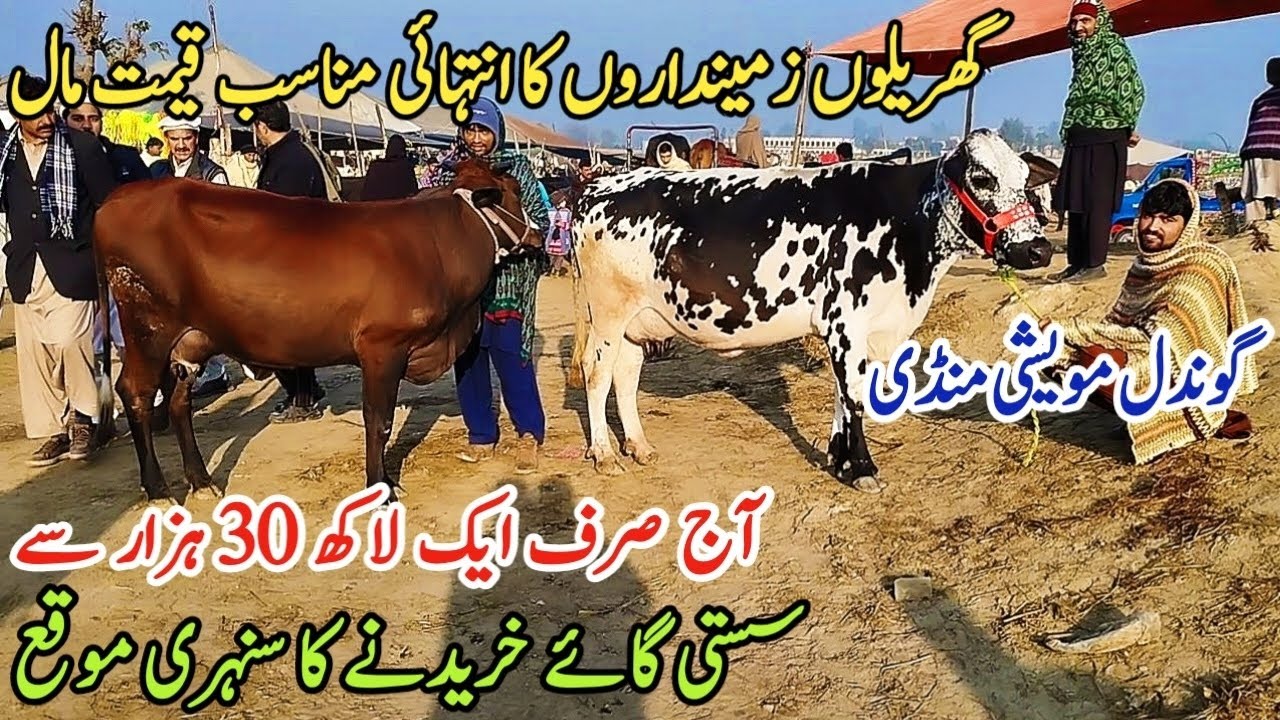 16-12-2024 Today Gondal Mandi latest update! MilkingCows Fresh Rate on ...