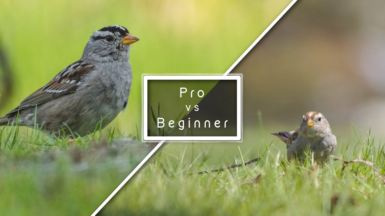 Beginner vs. Pro Wildlife Photographer Comparison - YouTube